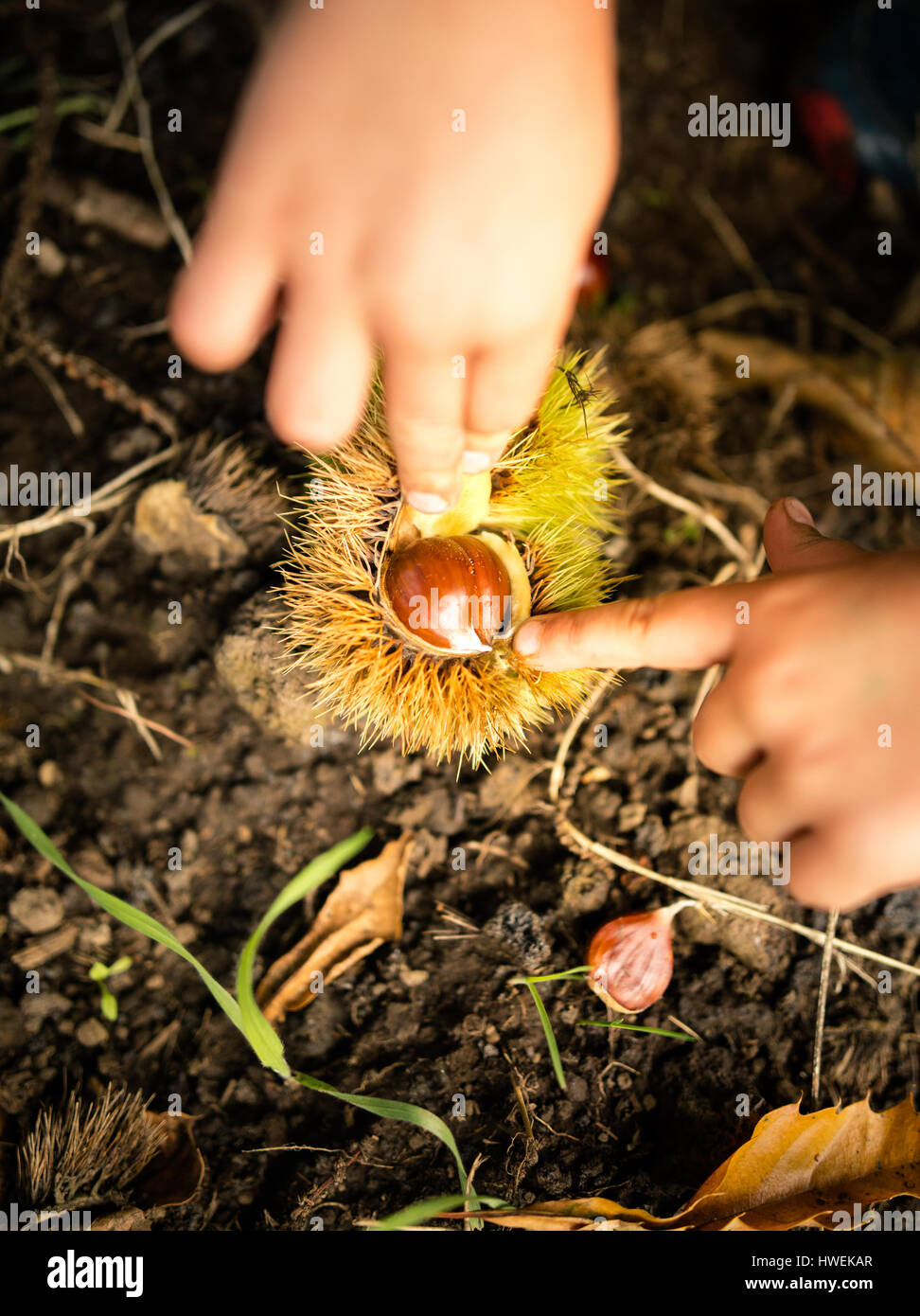 Real chestnut hi-res stock photography and images - Alamy