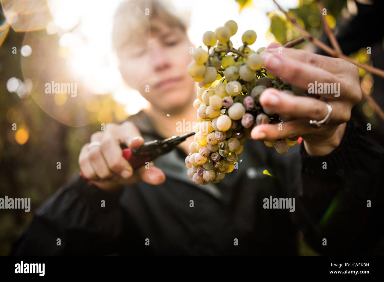 Cutting grapes hi-res stock photography and images - Alamy