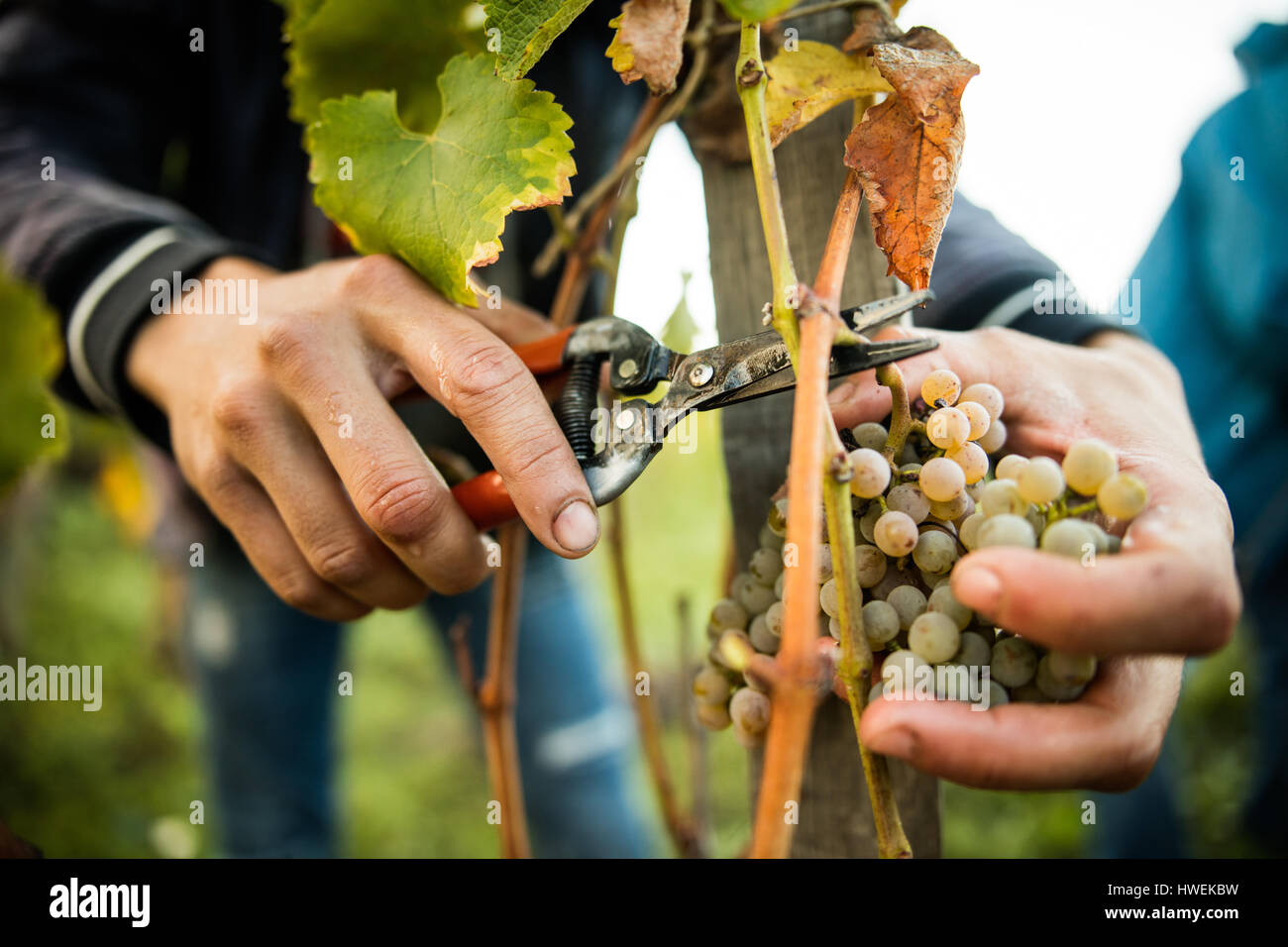 Close up of male hands cutting grapes from vine in vineyard Stock Photo ...
