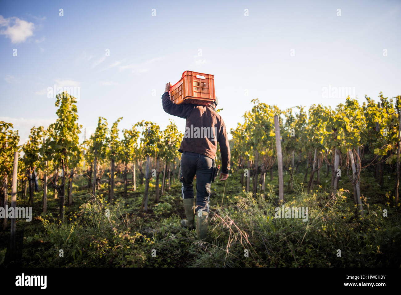 Rear view of young man carrying grape crate on shoulder in vineyard ...