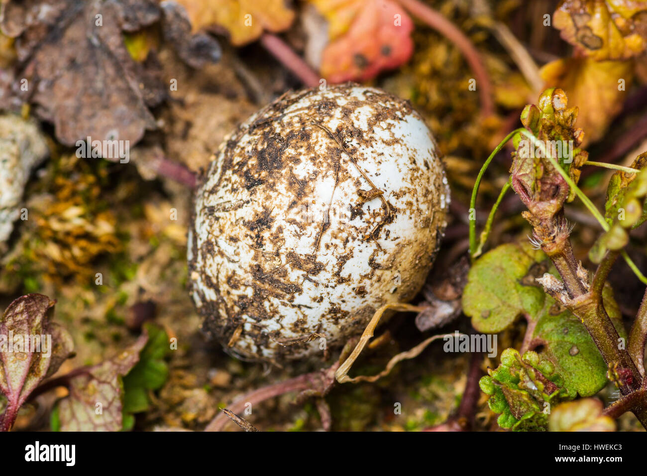 Wild Bird Egg in Nature Stock Photo - Alamy