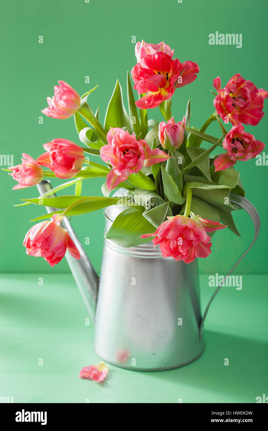 tulip flowers in watering cane Stock Photo - Alamy