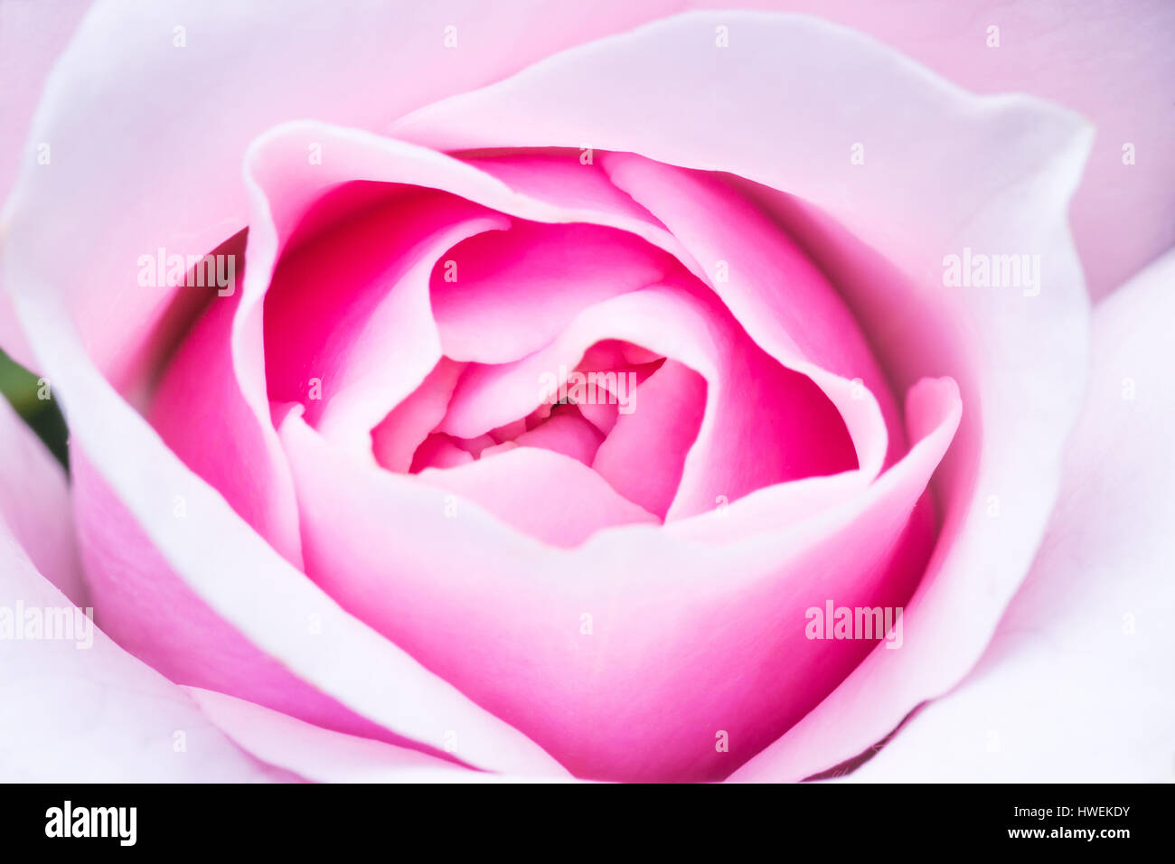 Pink rose bud hi-res stock photography and images - Alamy