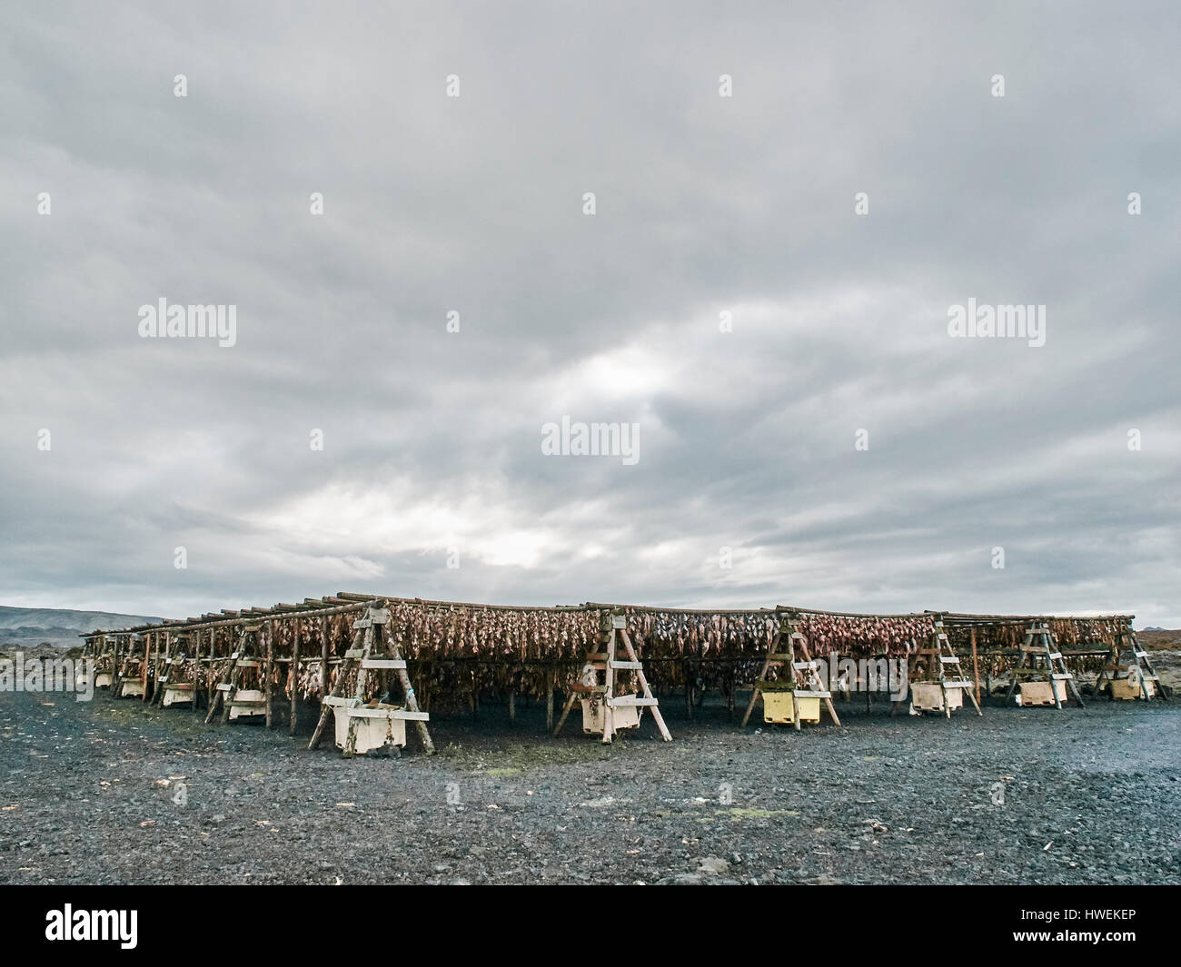 Racks of fish drying outdoor, Reykjavik, Iceland Stock Photo - Alamy