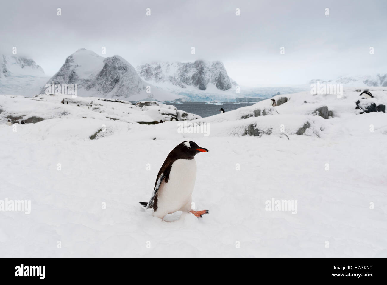 Penguin landscape hi-res stock photography and images - Alamy