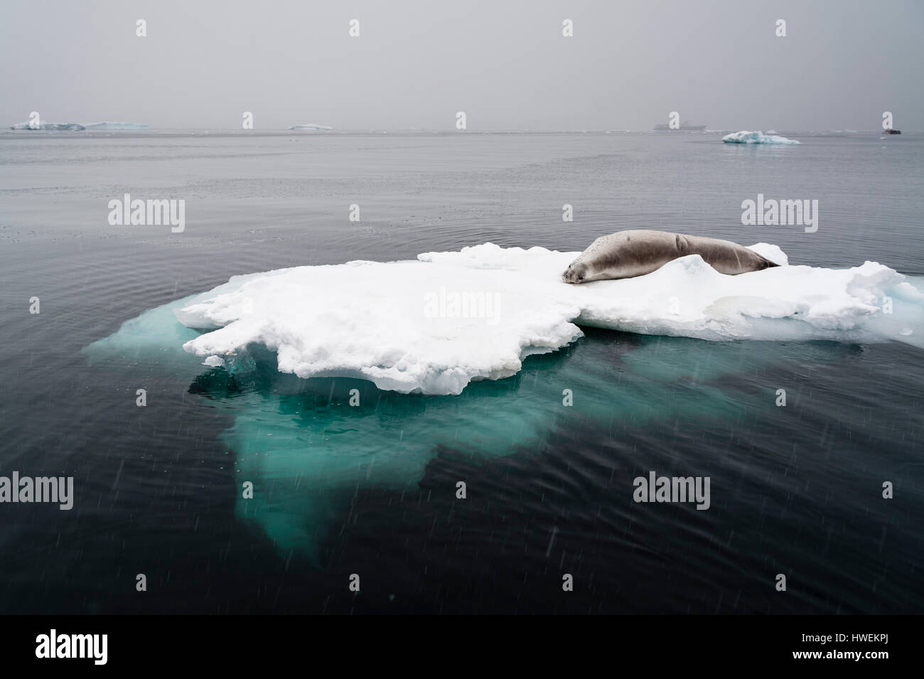 Crabeater seal (Lobodon carcinophaga) on the ice, Wilhelmina Bay ...