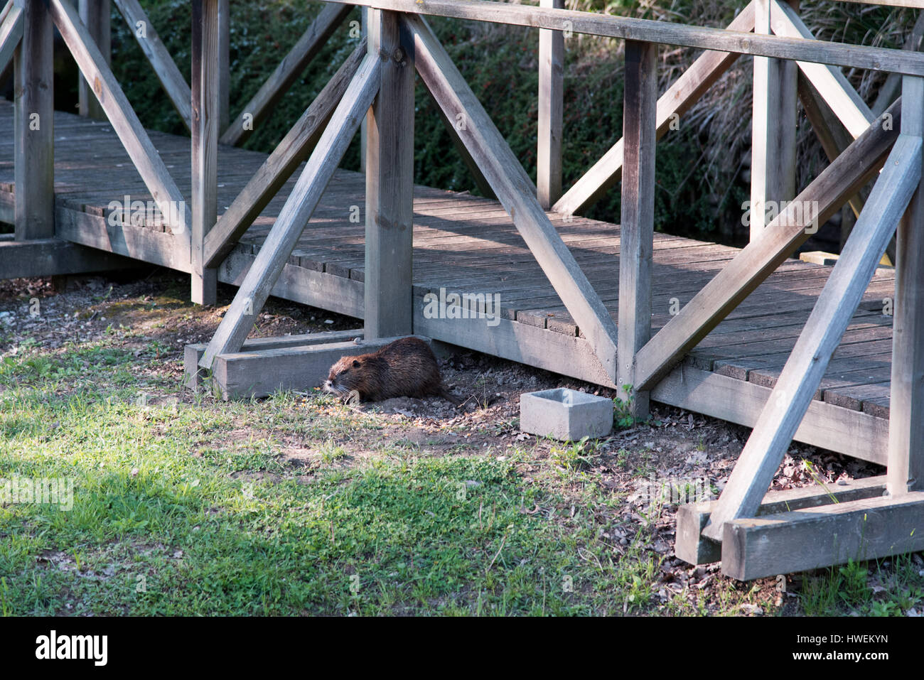 Muskrat walking hi-res stock photography and images - Alamy