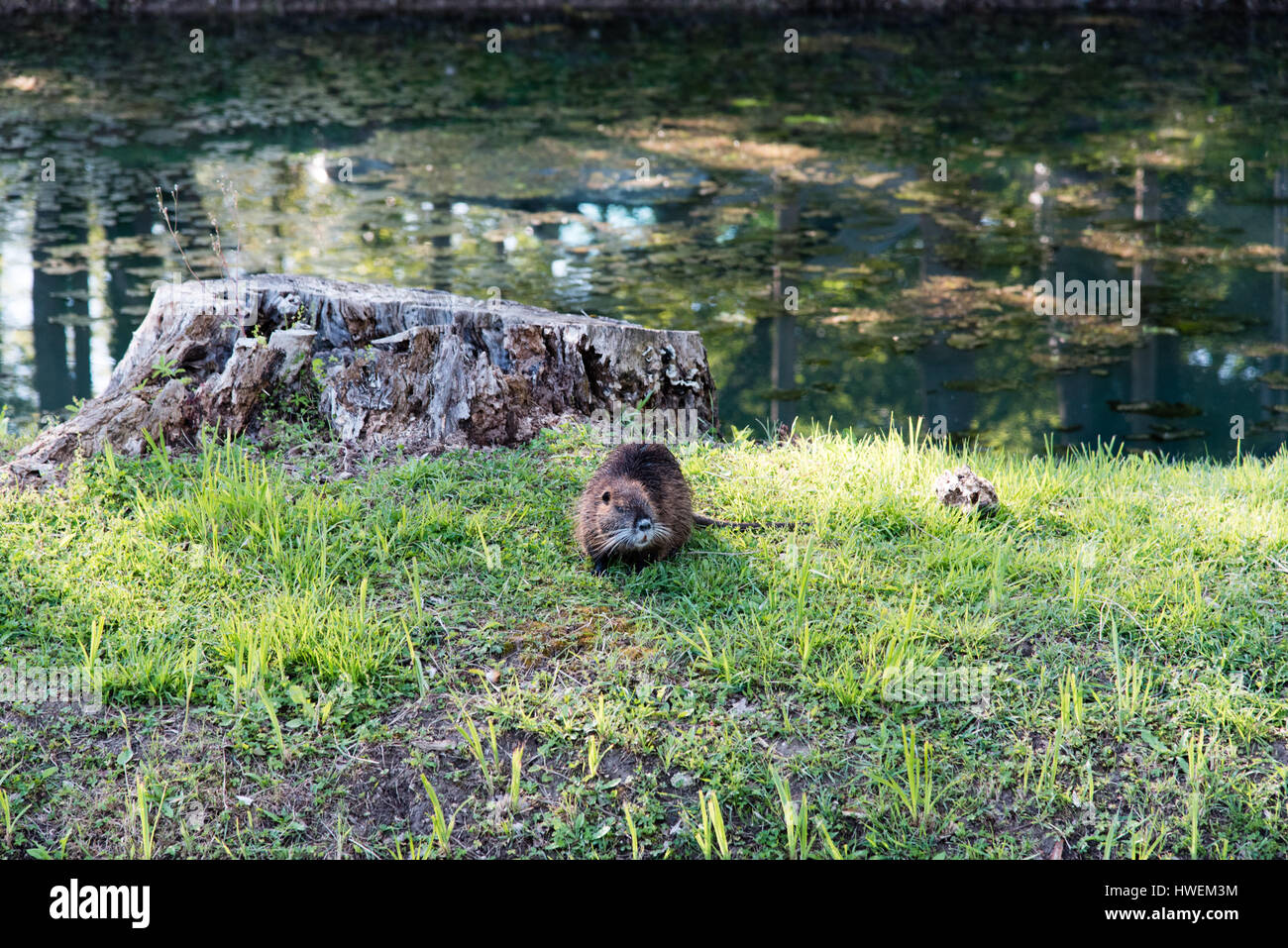 Nutria walking hi-res stock photography and images - Alamy