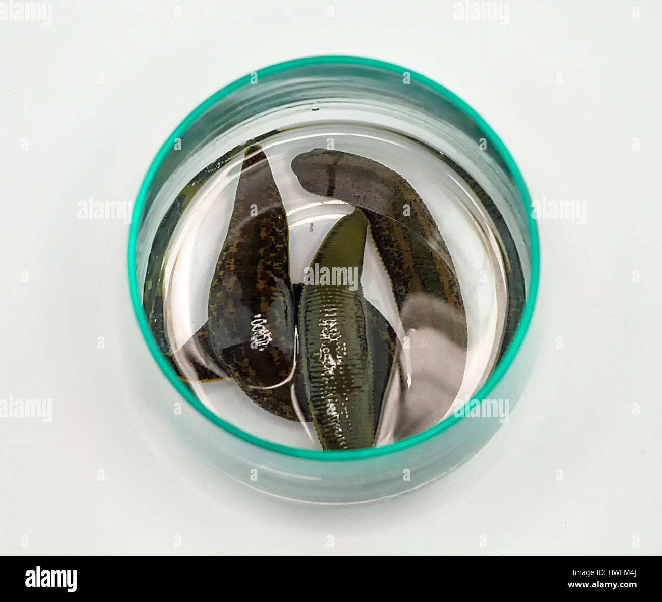 The medical leech and a close up Stock Photo - Alamy