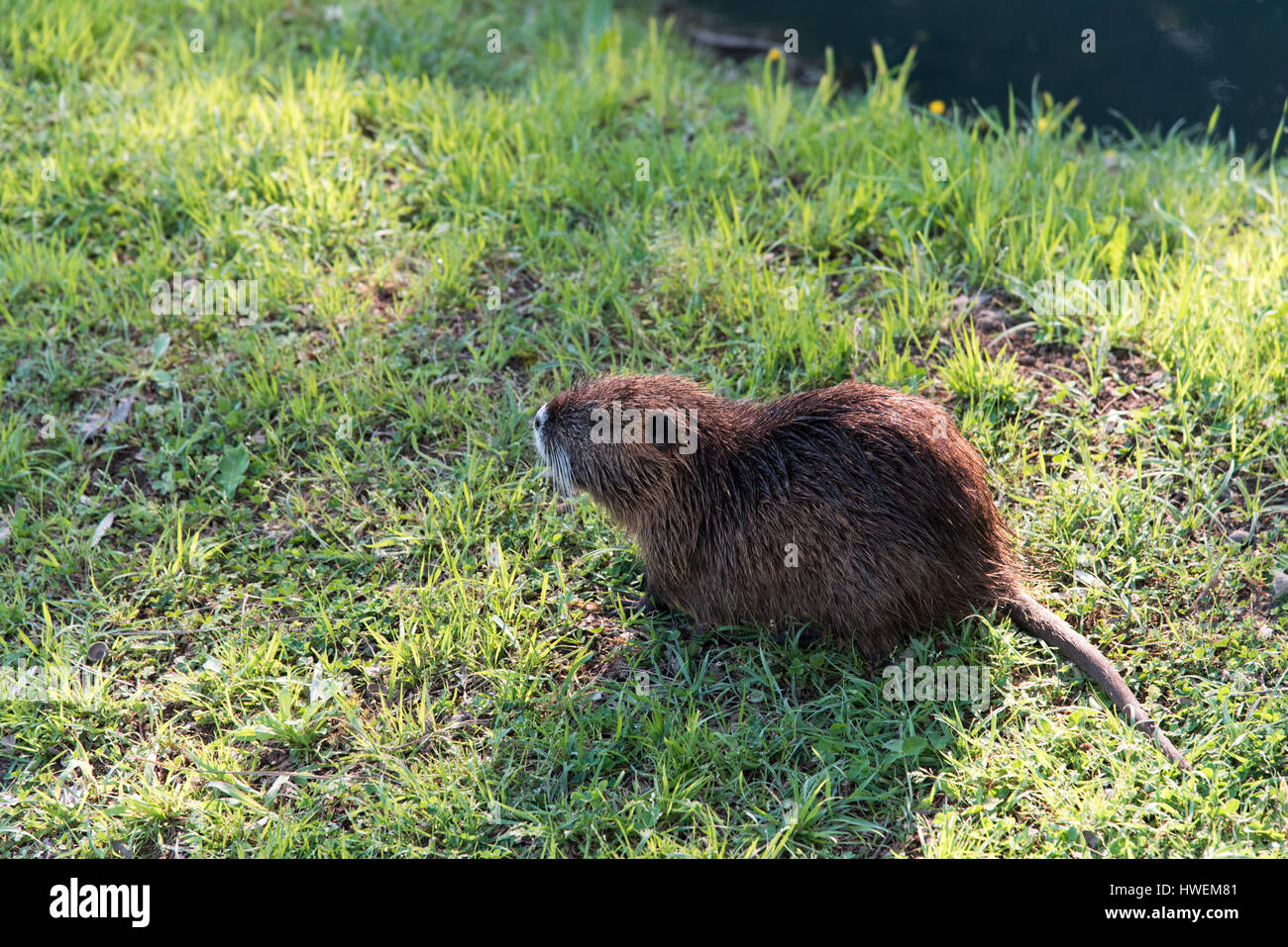 Muskrat walking hi-res stock photography and images - Alamy