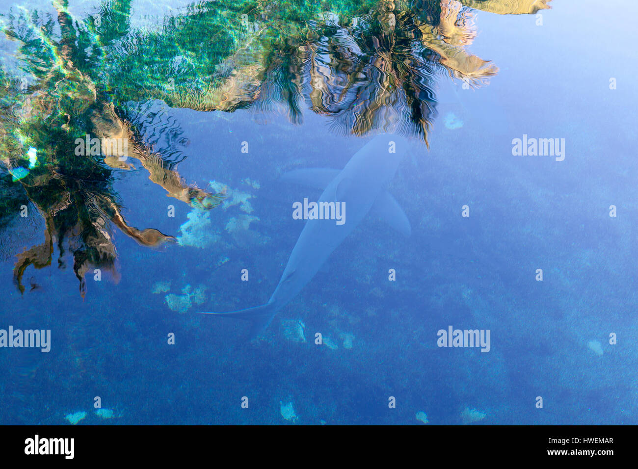 High angle view of a shark swimming underwater. Coconut trees shadows ...