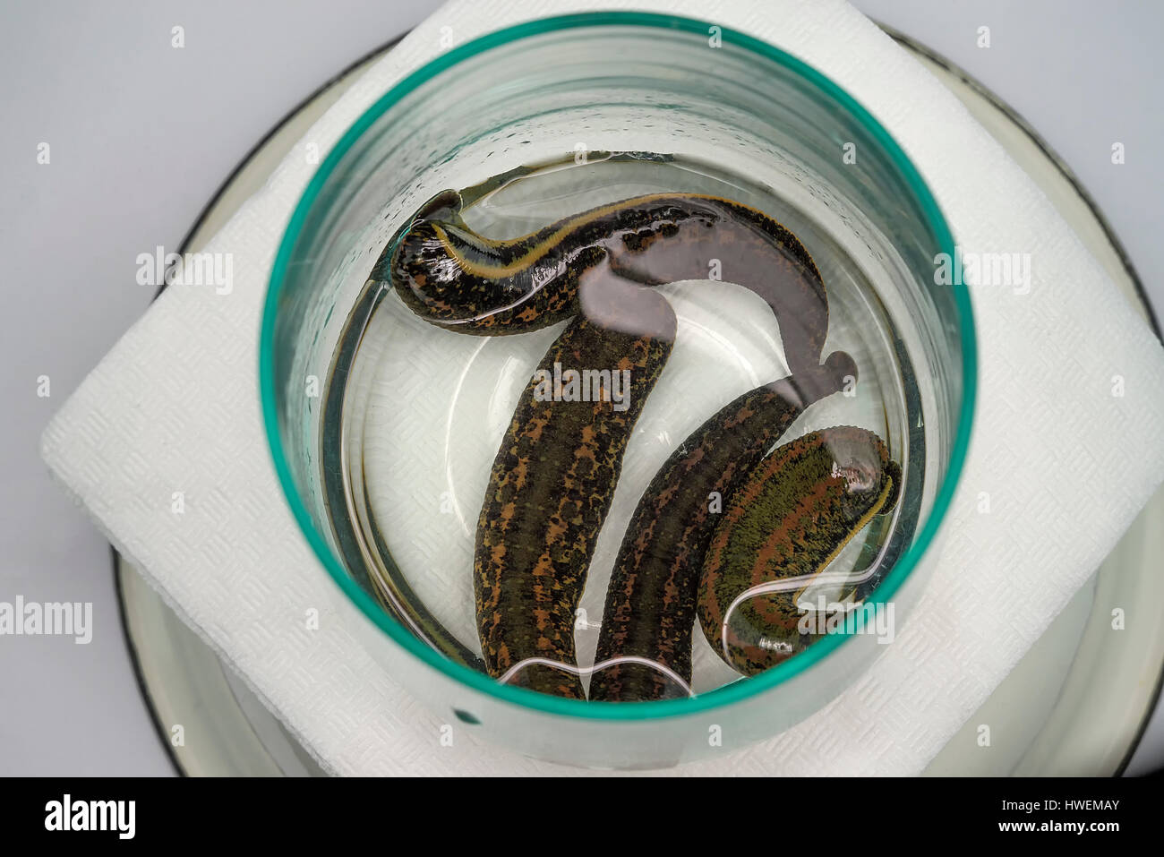 The medical leech and a close up Stock Photo - Alamy