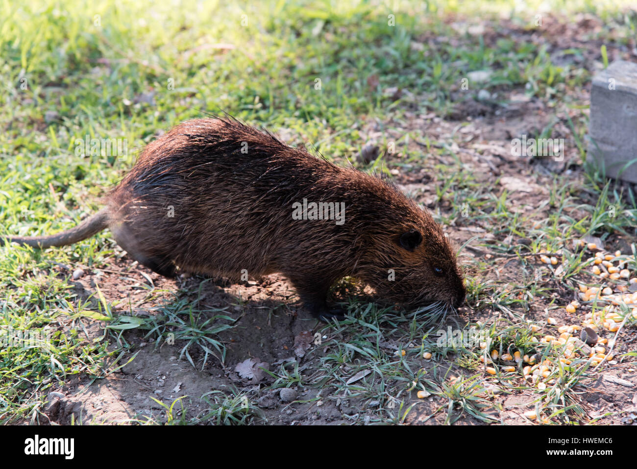 Muskrat walking hi-res stock photography and images - Alamy