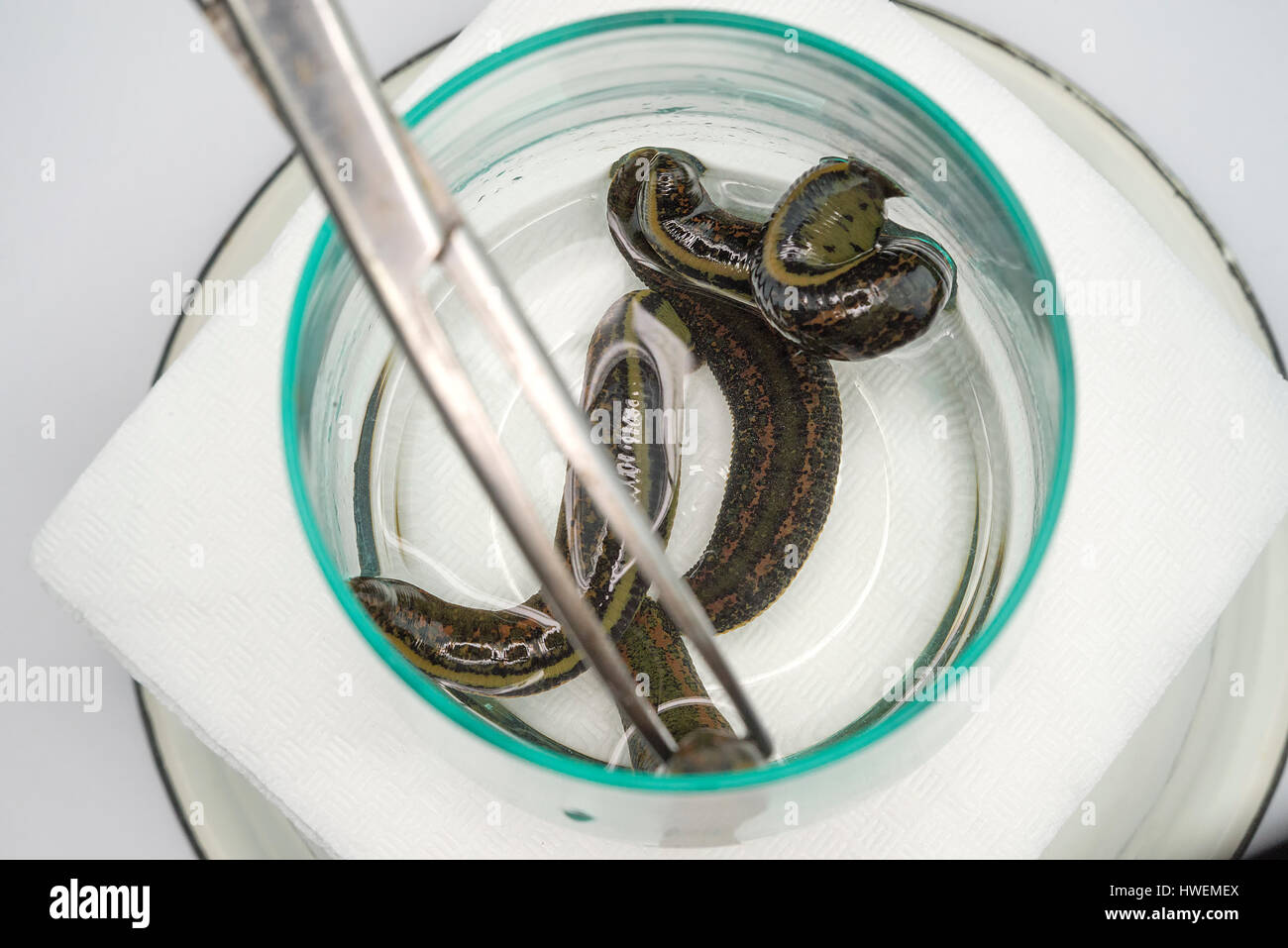 The medical leech and a close up Stock Photo - Alamy
