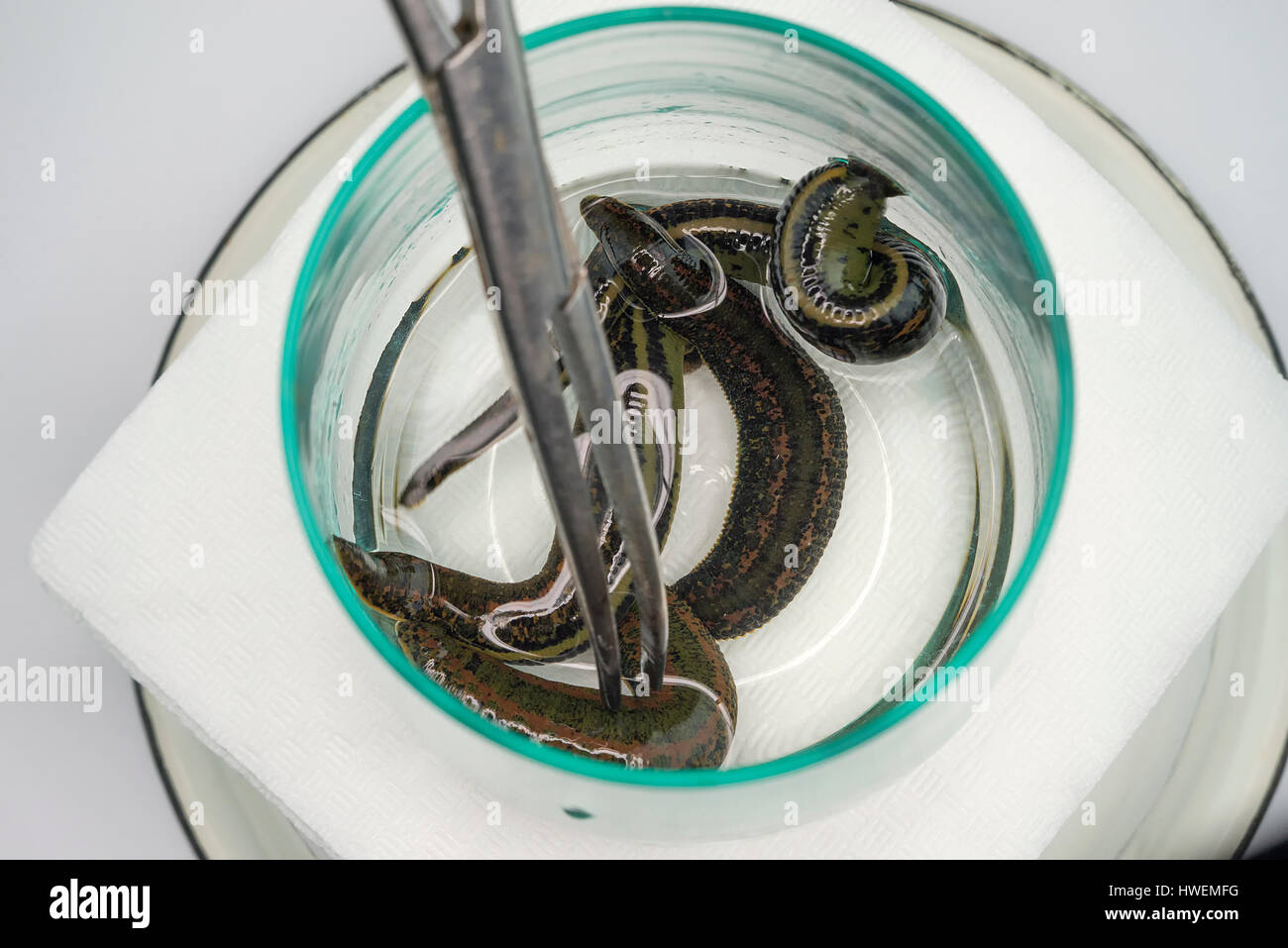 The medical leech and a close up Stock Photo - Alamy