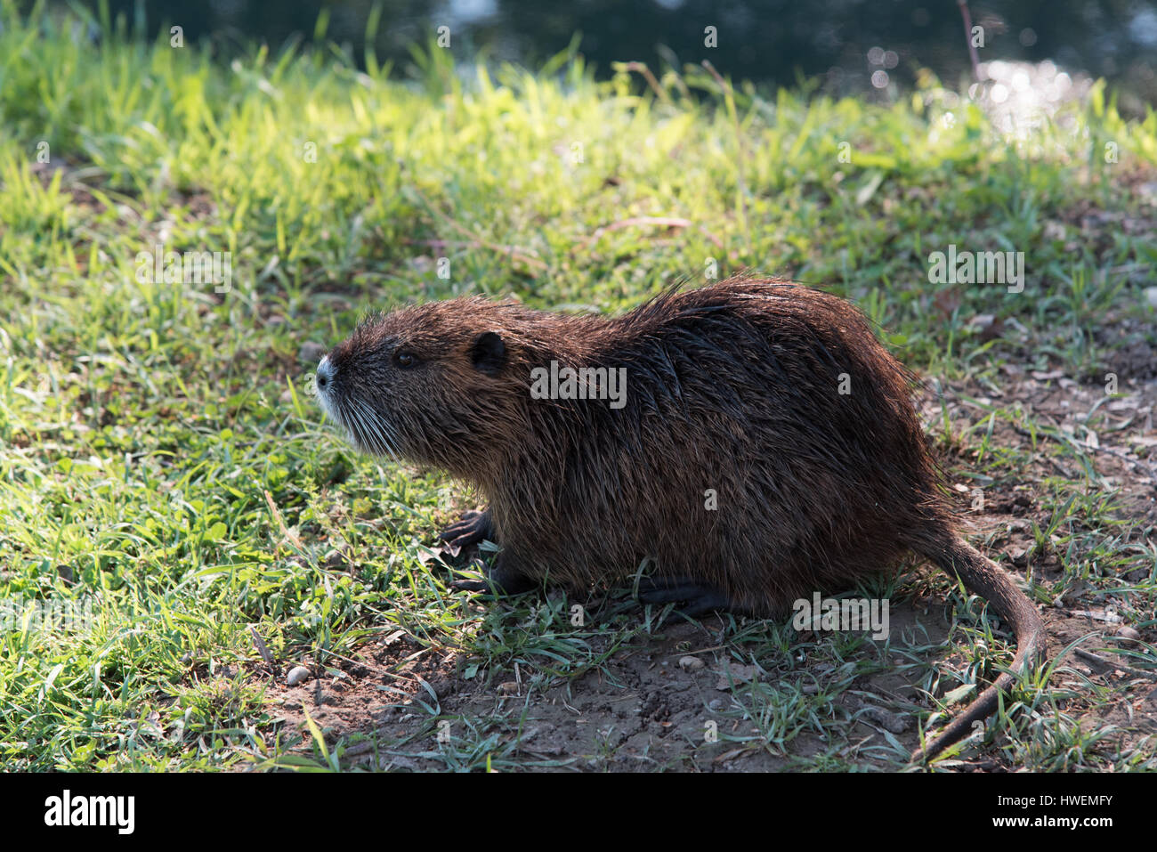 Gray nutria hi-res stock photography and images - Alamy