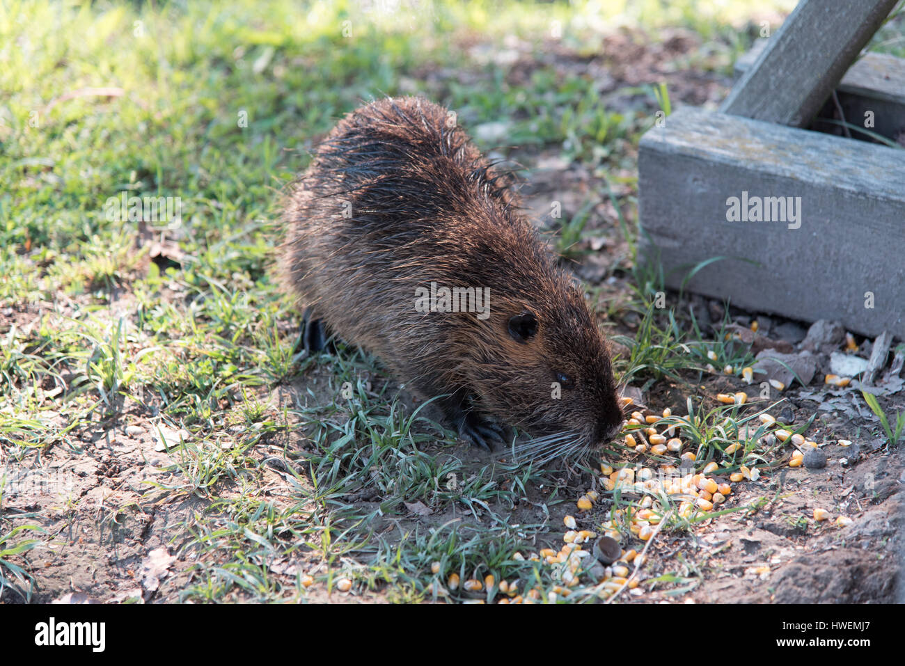 Muskrat walking hi-res stock photography and images - Alamy