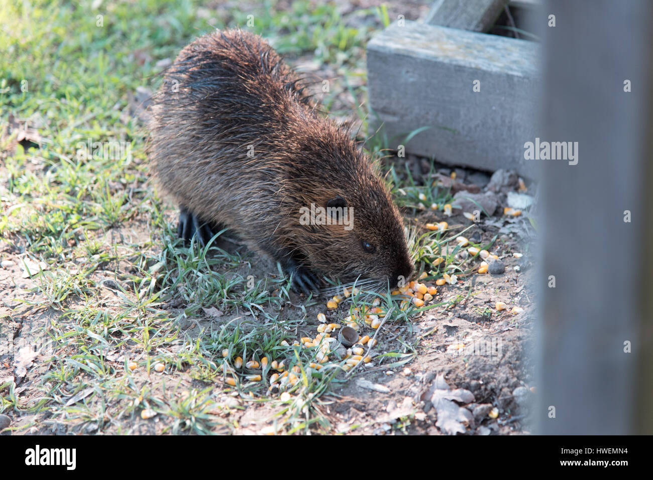 Muskrat walking hi-res stock photography and images - Alamy