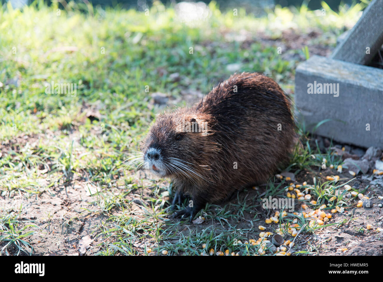 Gray nutria hi-res stock photography and images - Alamy