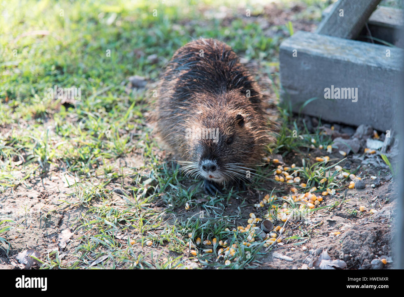 Muskrat walking hi-res stock photography and images - Alamy