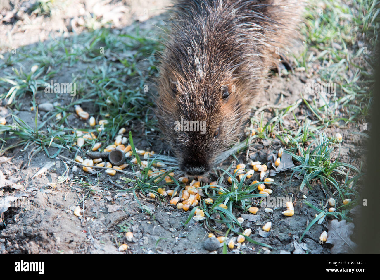 Muskrat walking hi-res stock photography and images - Alamy