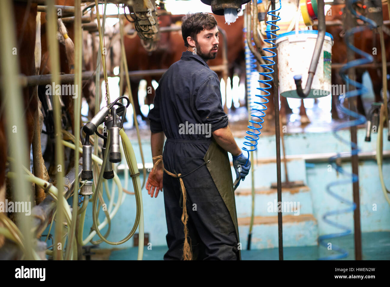 Farmer milking cows in dairy farm, using milking machines Stock Photo ...