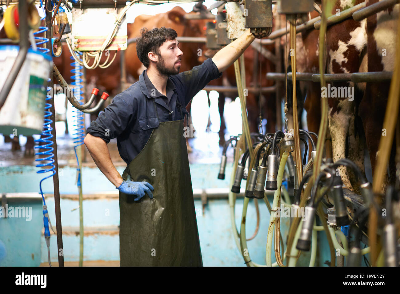 Farmer milking cow hi-res stock photography and images - Alamy