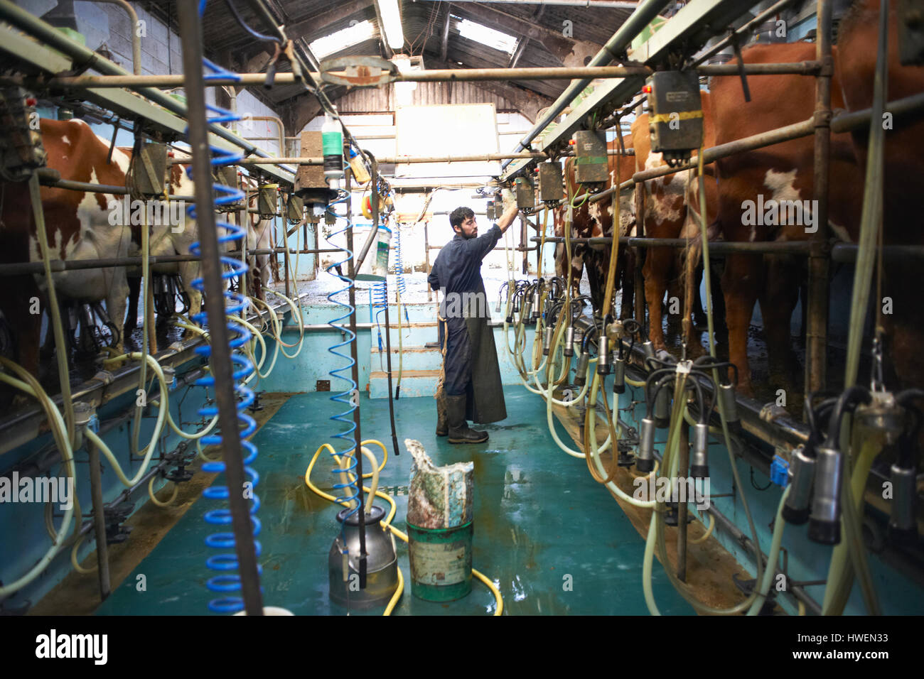 Cows milking machines hi-res stock photography and images - Alamy