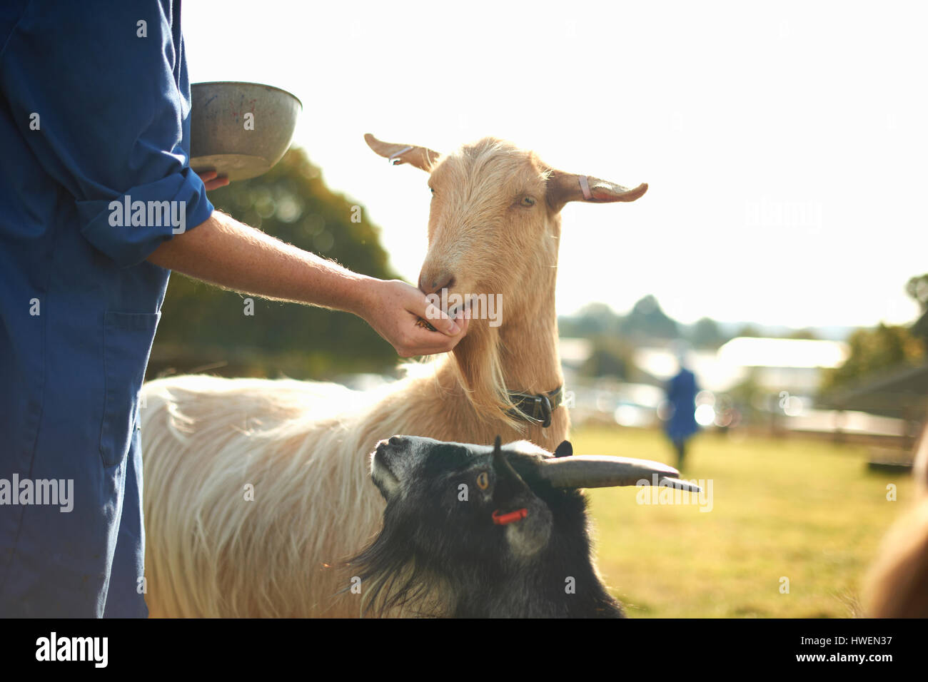 Sussex goat farm hi-res stock photography and images - Alamy