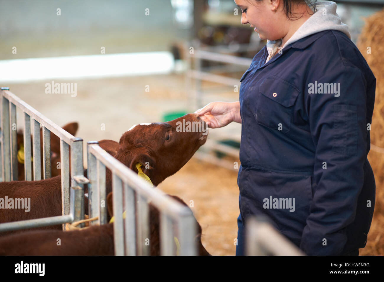 Female livestock farm worker hi-res stock photography and images - Alamy