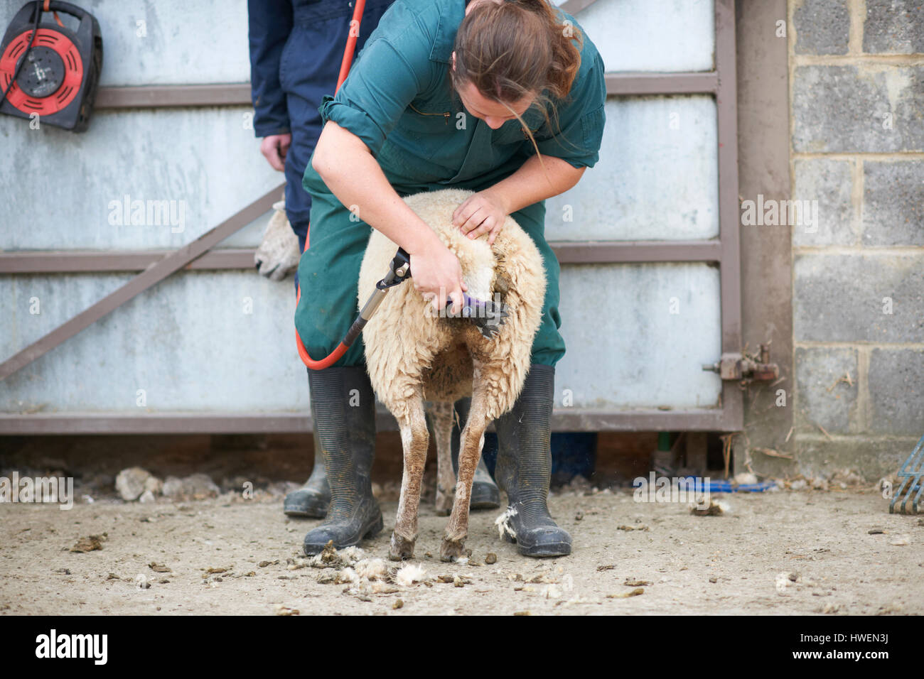 Sheep sheerer sheering sheep on farm Stock Photo - Alamy