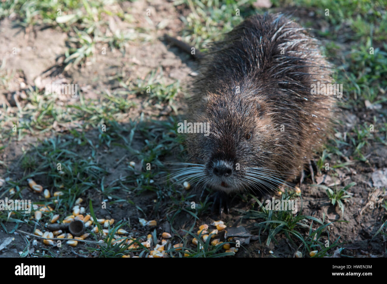Muskrat walking hi-res stock photography and images - Alamy