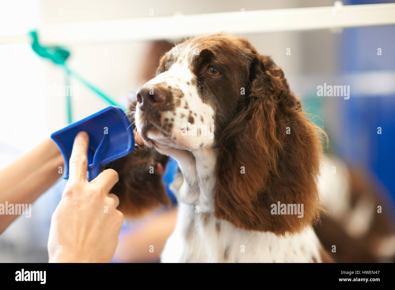 Grooming dog hi-res stock photography and images - Alamy