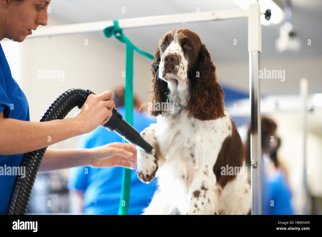 Grooming dog hi-res stock photography and images - Alamy