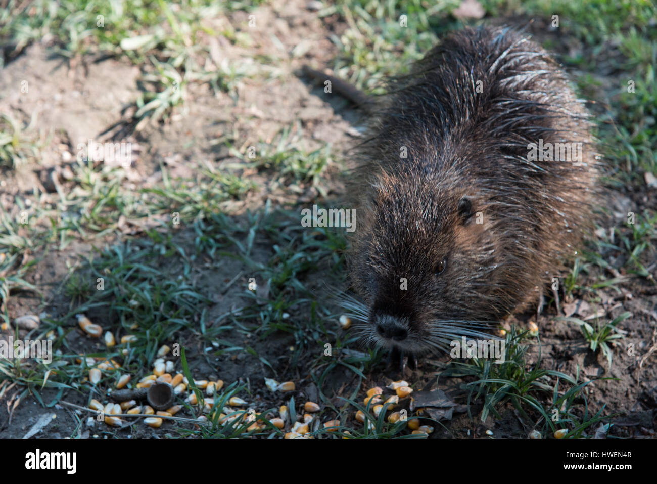 Gray nutria hi-res stock photography and images - Alamy