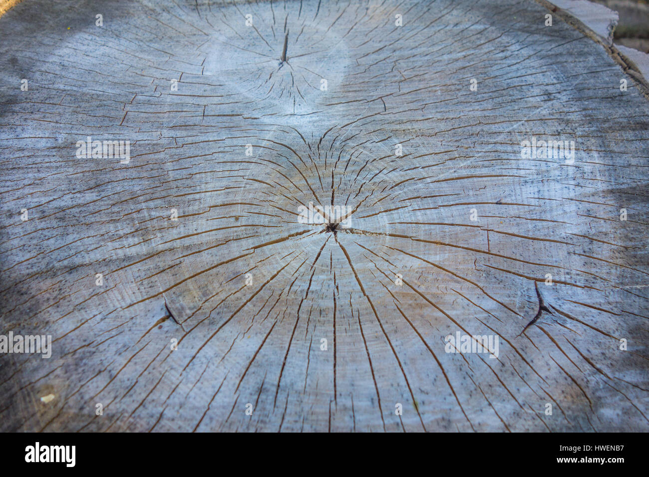 Weathered and cracked block from Black Poplar tree Stock Photo - Alamy