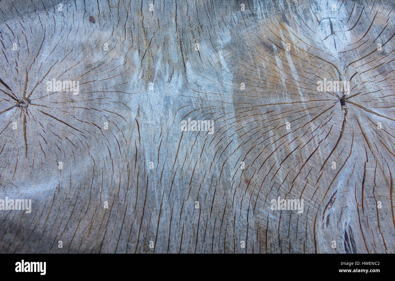 Weathered and cracked block from Black Poplar tree Stock Photo - Alamy