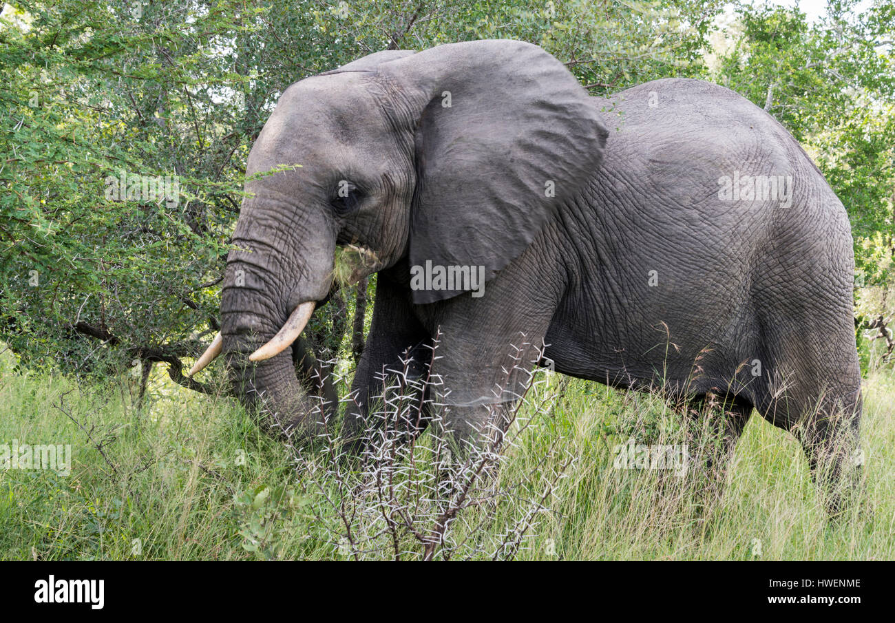 big elephant in national kruger wild park with tusks of ivory in south ...