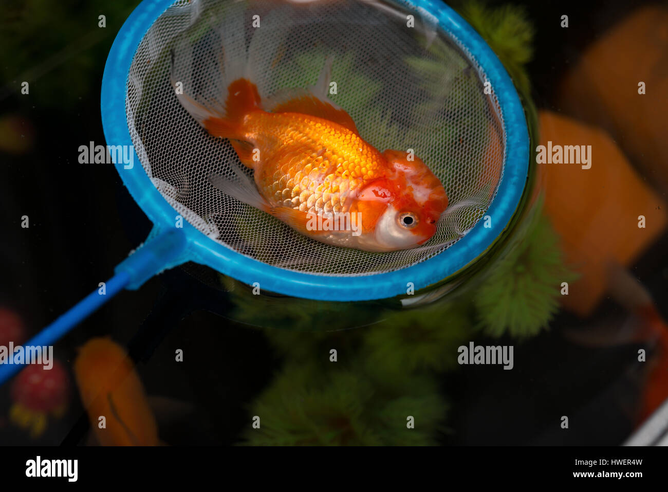 Dead fish floating underwater hi-res stock photography and images - Alamy