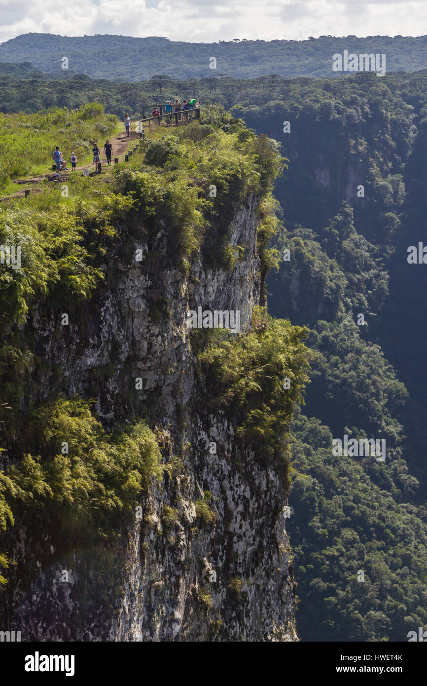 Cambara tree hi-res stock photography and images - Alamy