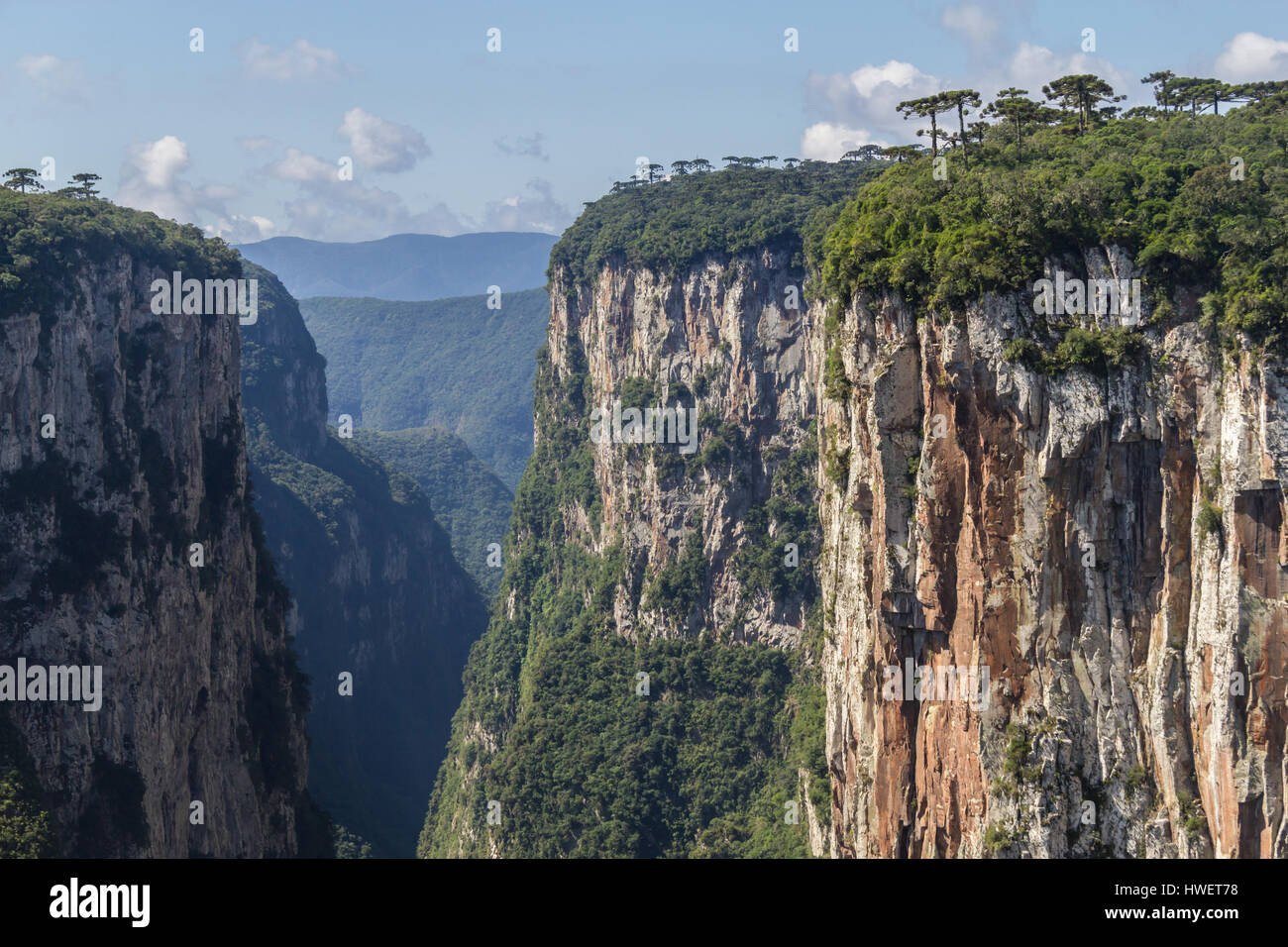 Araucaria angustifolia at Itaimbezinho Canyon, Cambara do Sul, Rio ...