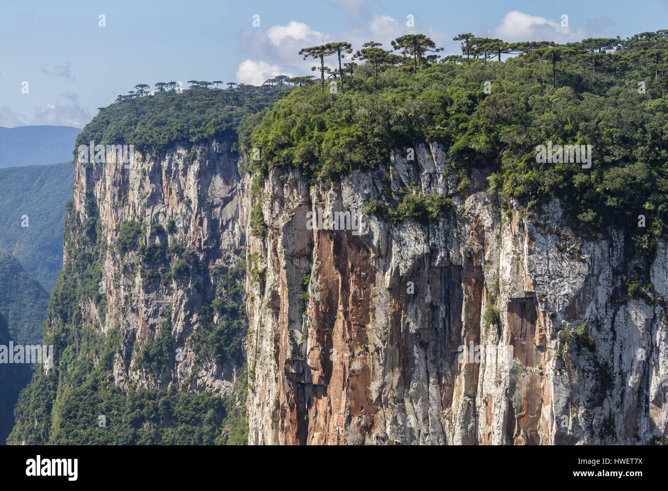 Araucaria angustifolia at Itaimbezinho Canyon, Cambara do Sul, Rio ...