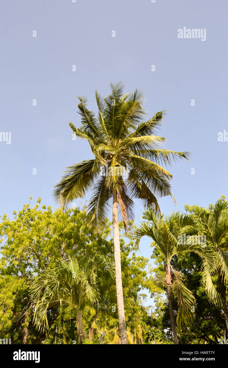 Palm tree isolate in a blue sky in Mombasa, Kenya Stock Photo - Alamy