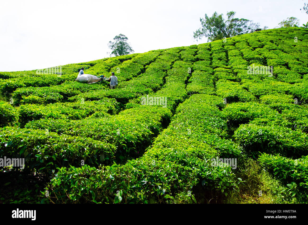 Tea plantations in Malaysia Stock Photo - Alamy