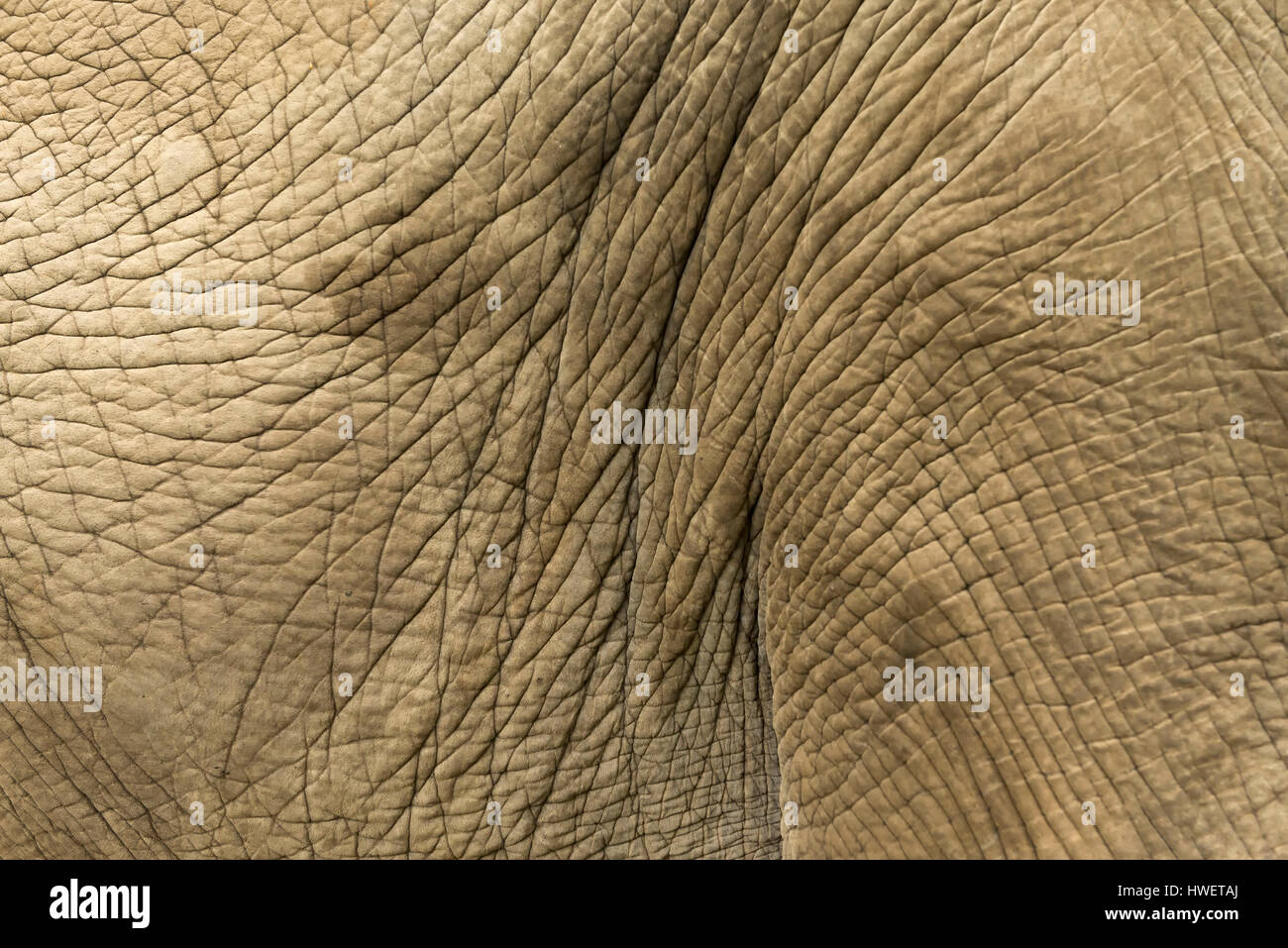 Close-up of Elephant skin Stock Photo - Alamy