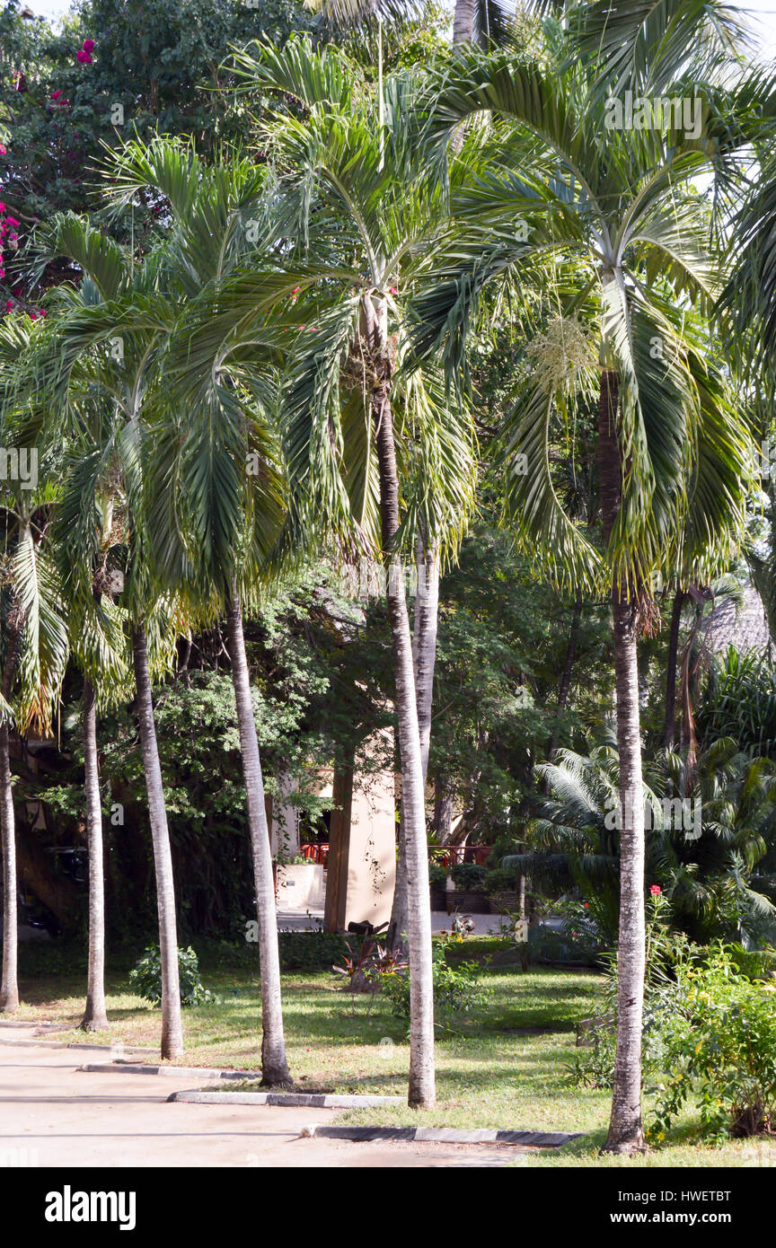 Palm trees along the road hi-res stock photography and images - Alamy