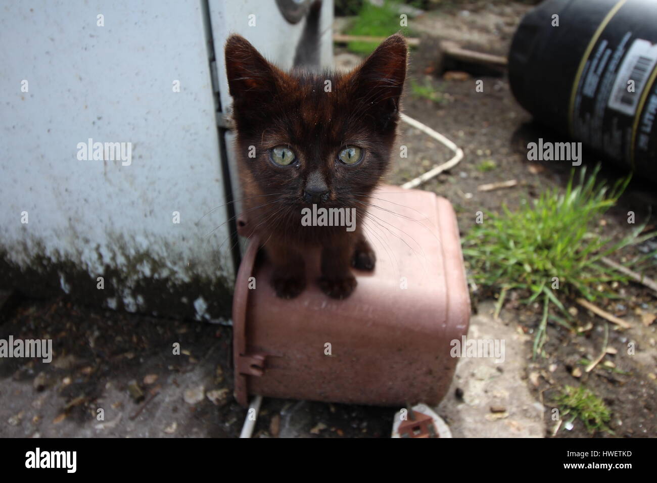 Black kitten stretches to sniff camera Stock Photo - Alamy