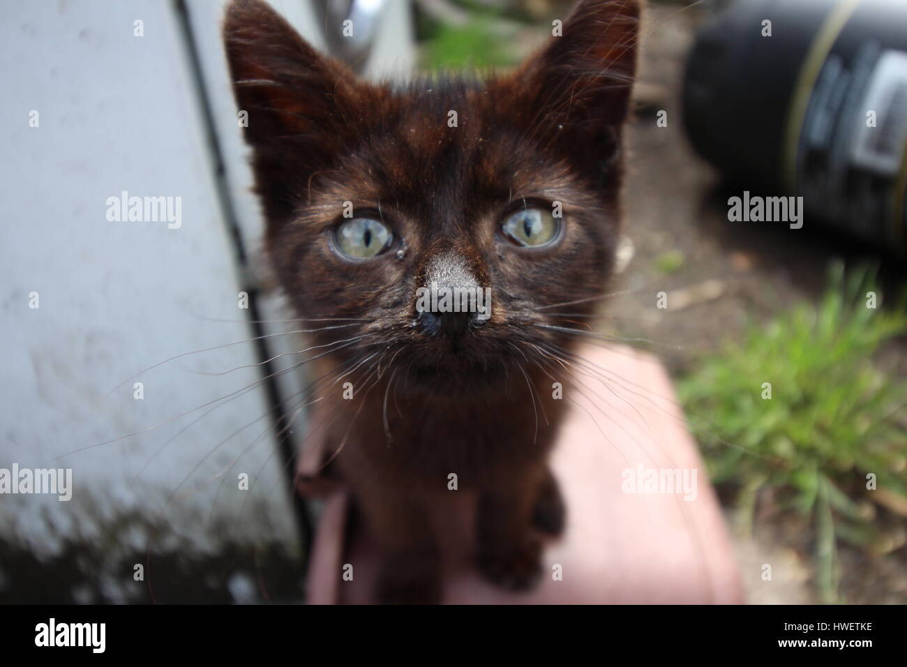 Black kitten stretches to sniff camera Stock Photo - Alamy