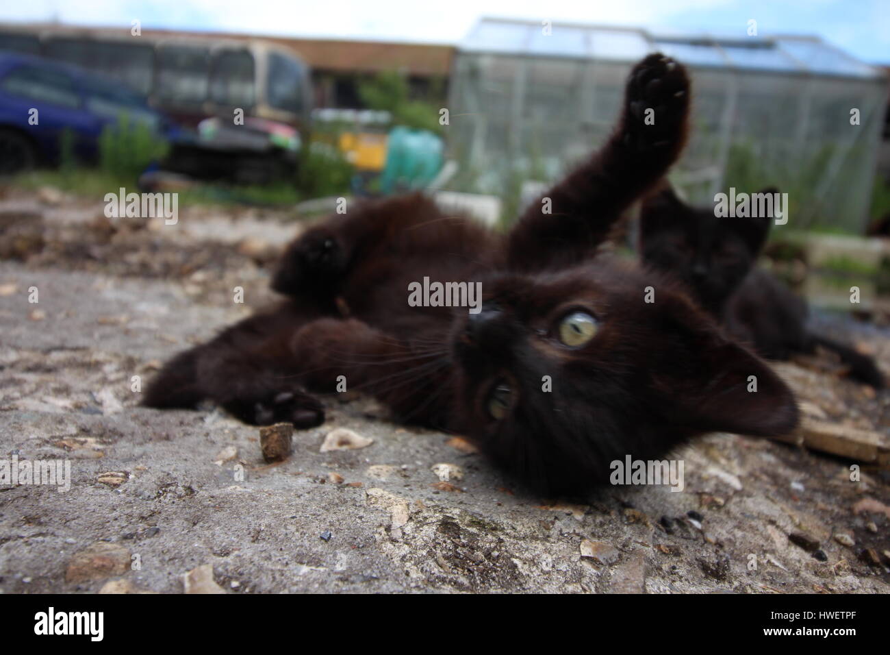 Playful black kitten rolls around in front of camera Stock Photo - Alamy