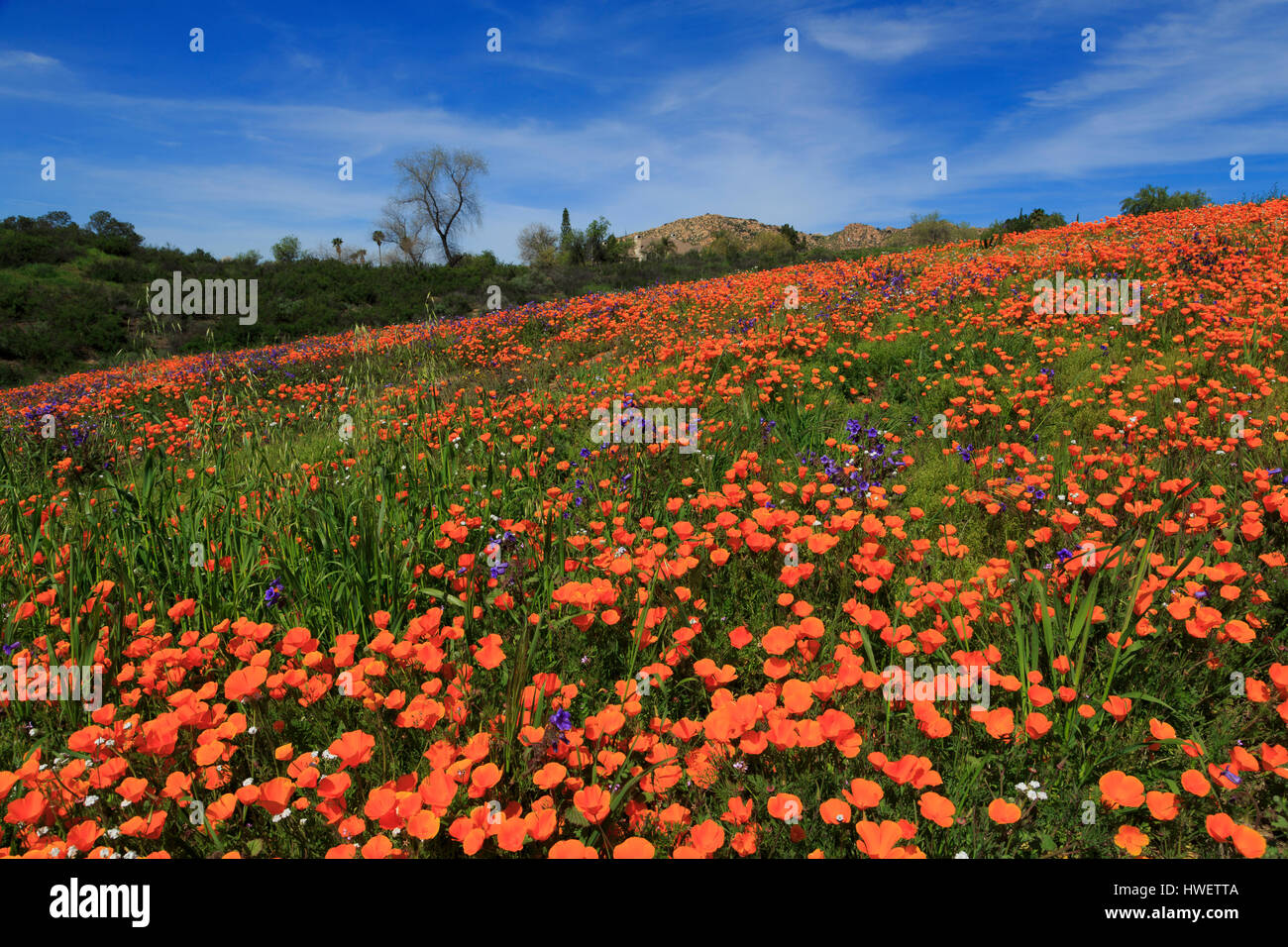 Poppy flowers, Temecula, Riverside County, California, USA Stock Photo ...
